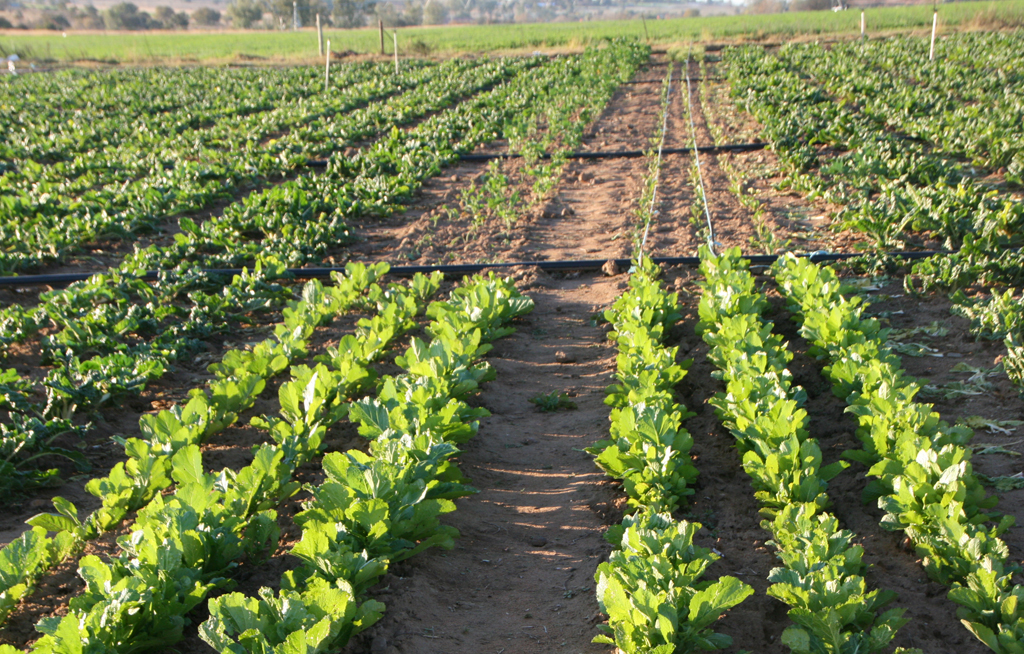 National Certificate In Plant Production NQF3 Peritum Agri Institute National Certificate In Plant Production NQF3 Peritum Agri Institute